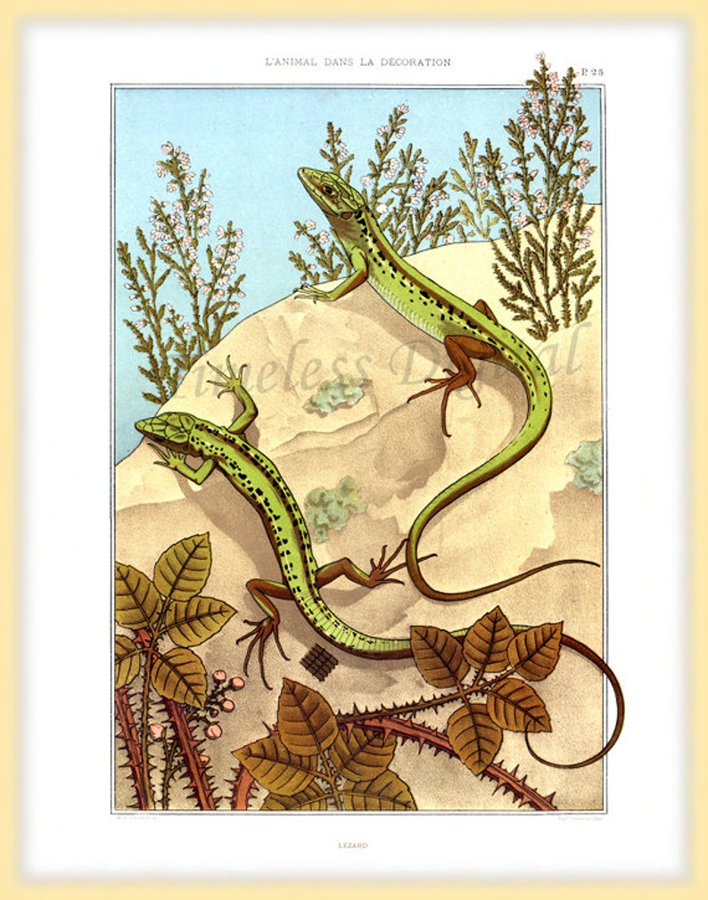 Lizards - Large Vintage Book Illustration Image - Instant Digital ...