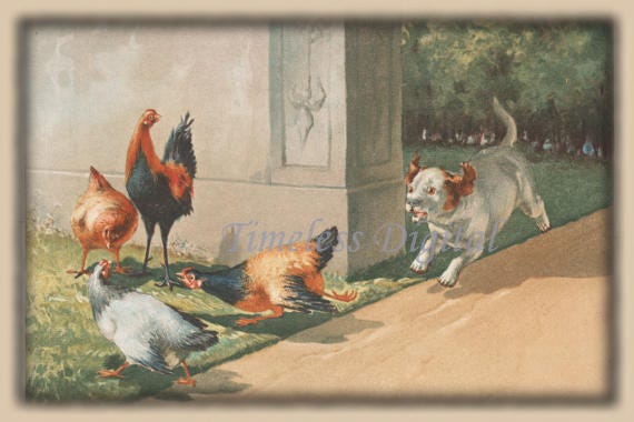 Why Do Dogs Chase Chickens