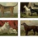 Set of 5 Vintage Collection of Walter Crane Children's Books Digital ...