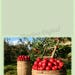 Apple Picking Flyers - Set of 4 Sheets - Fall Autumn Apples - Scrapbook ...