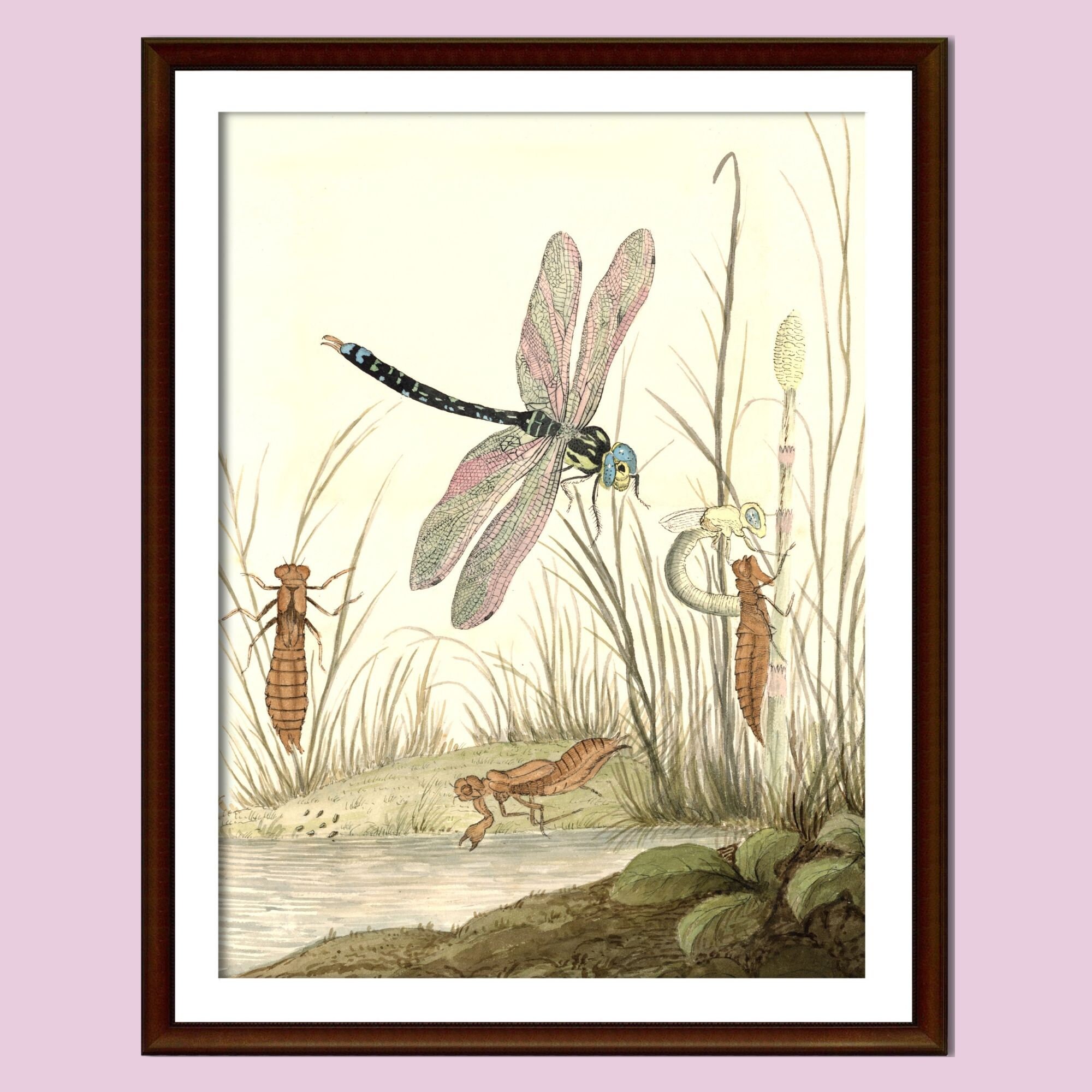 Dragonfly Art Printables - Poster - Printable Vintage Illustration ...