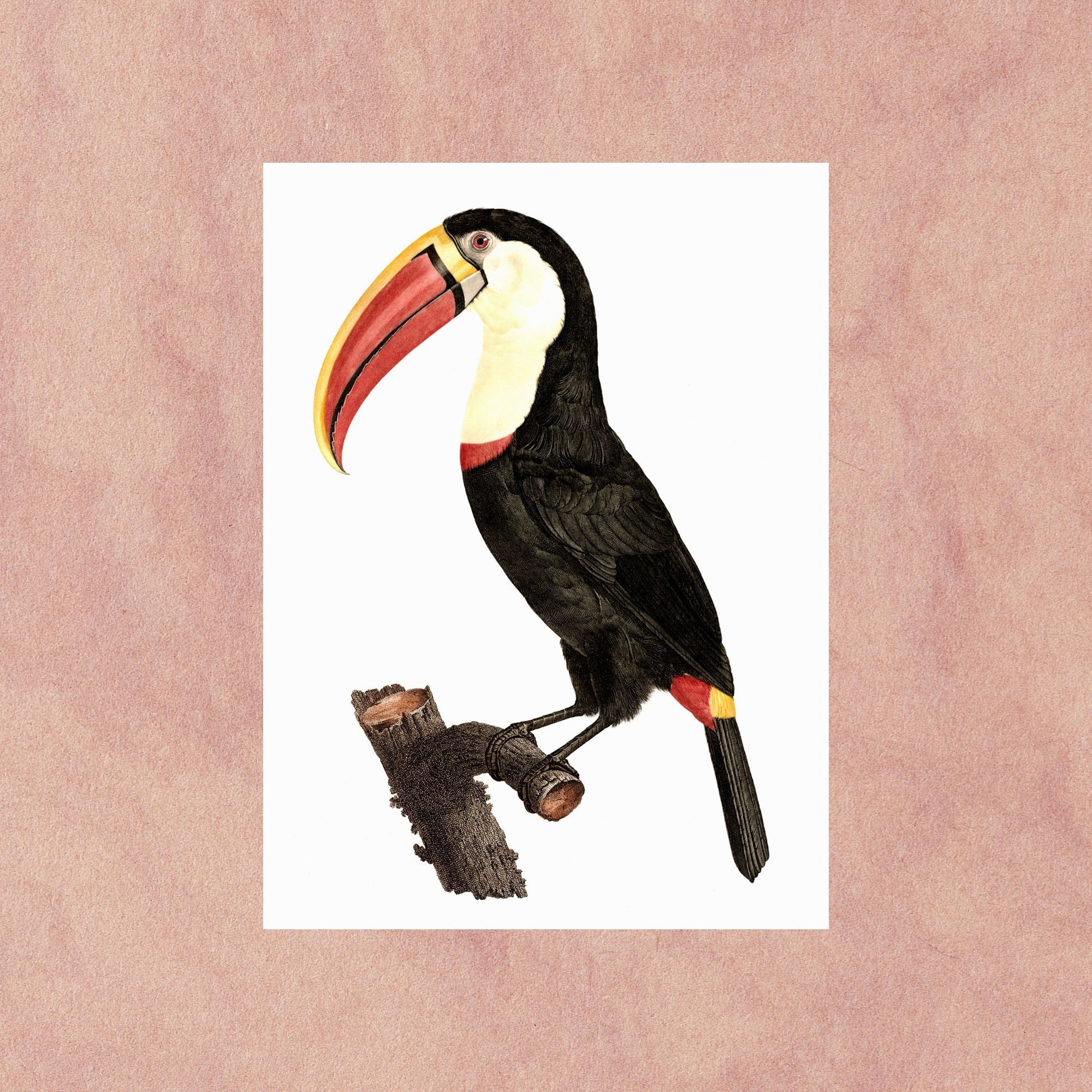 Toucan Art Printables Set of 2 Printable Vintage Illustrations Antique ...