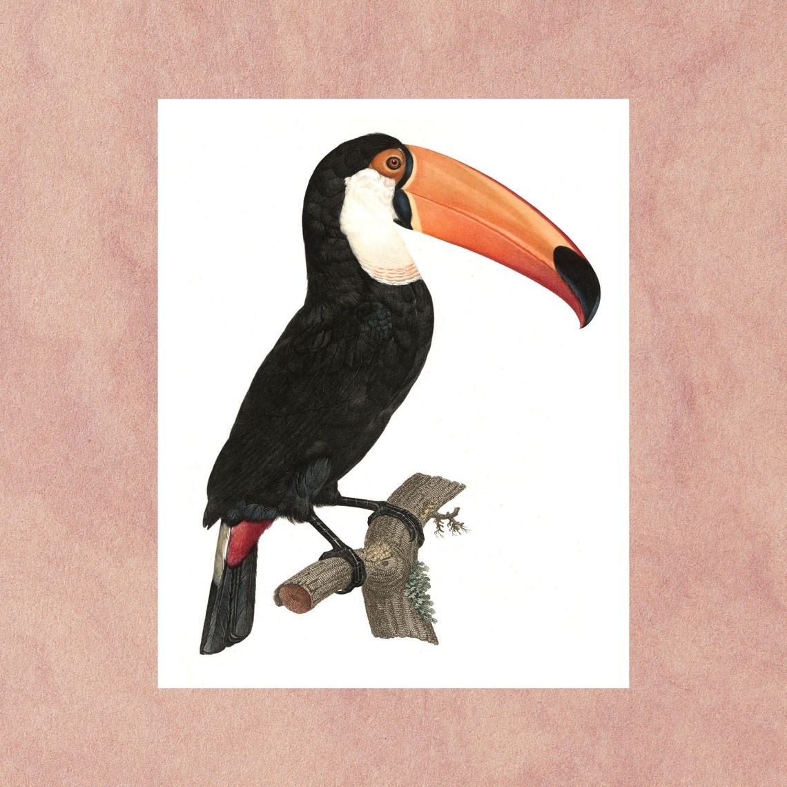 Toucan Art Printables Set of 2 Printable Vintage Illustrations Antique ...