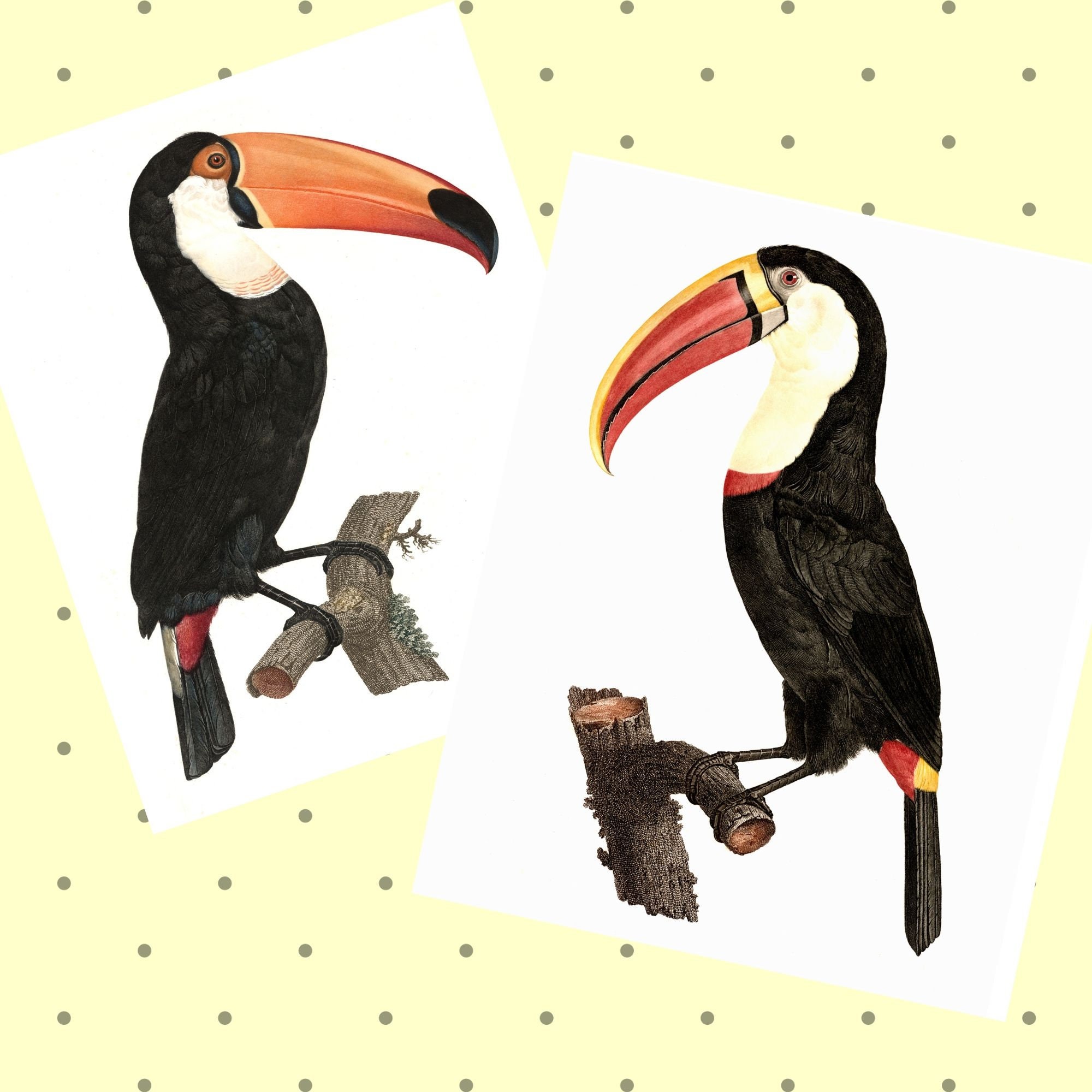 Toucan Art Printables Set of 2 Printable Vintage Illustrations Antique ...
