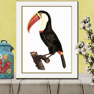 Toucan Art Printables - Set of 2 - Printable Vintage Illustrations ...