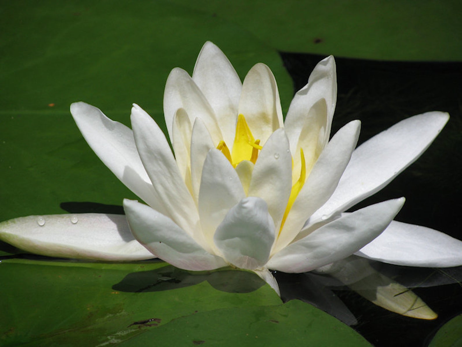 Lotus Flower Photography Water Lily Peace Meditation Zen Mindfulness ...