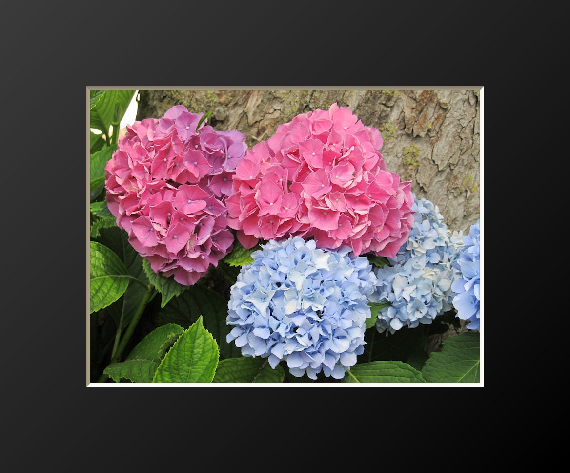 Hydrangeas Photography Floral Photograph Nursery Shabby Cottage Garden ...