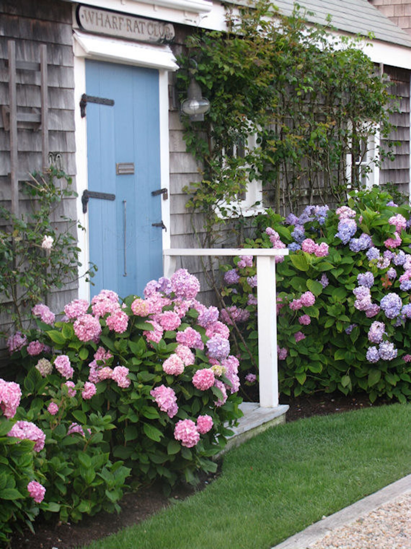 Cape Cottage Photography Hydrangeas Coastal Summer Beach Wall Art ...