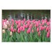Tulips Photography Floral Prints Nature Photograph Romantic Spring ...