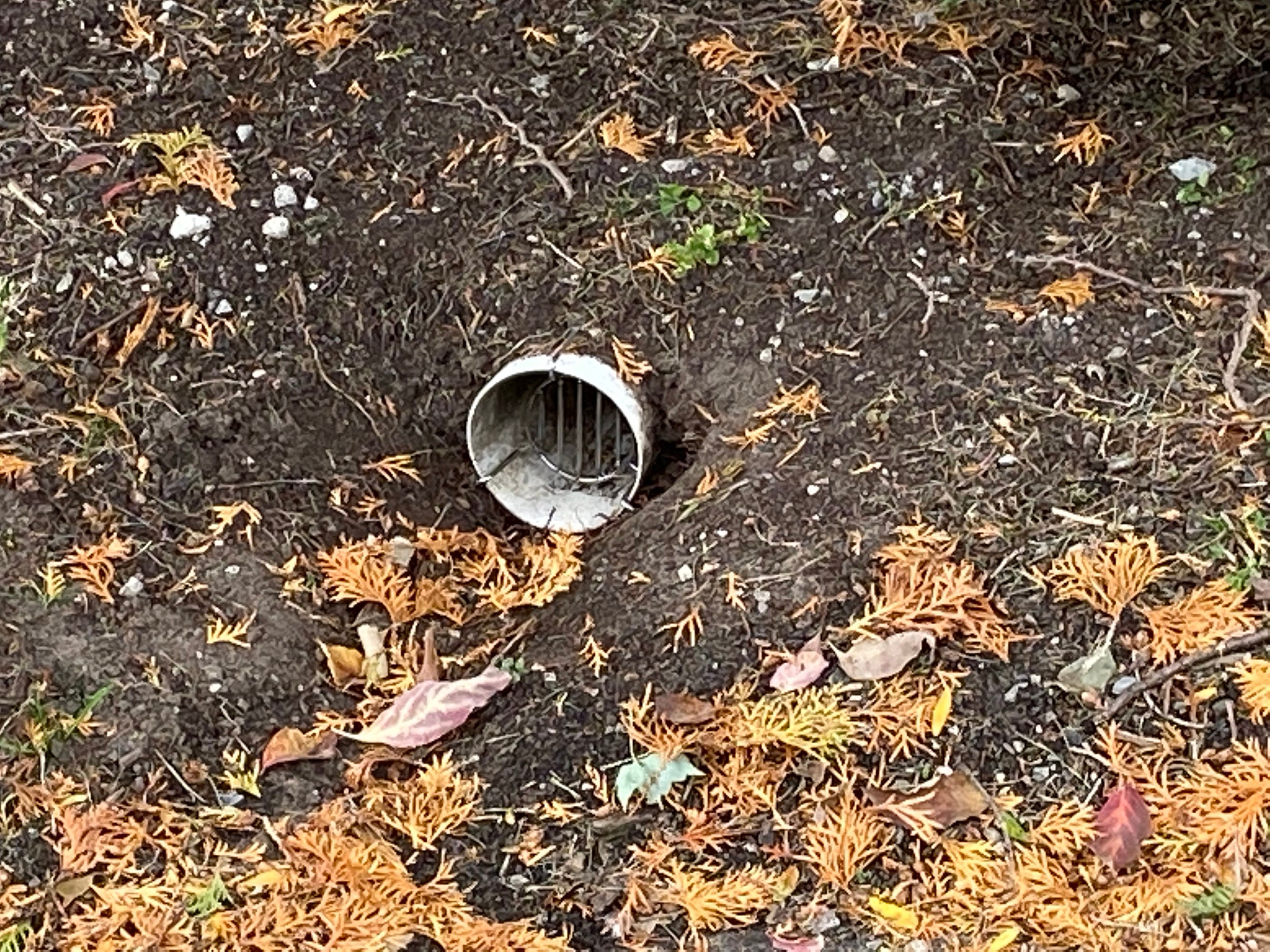 4" Squirrel and Bird Tile Guard,varmint Guard,drain Guard,animal Guard ...