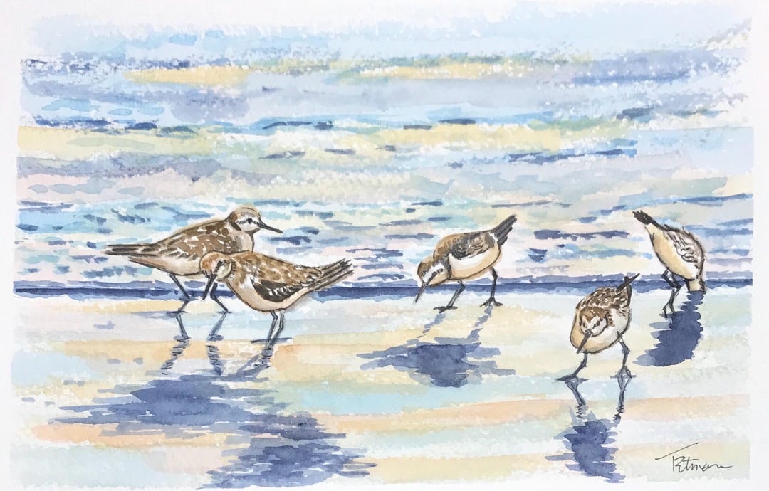 Sandpiper ORIGINAL Watercolor Painting by Tracy Pitman My Bride, Birds ...