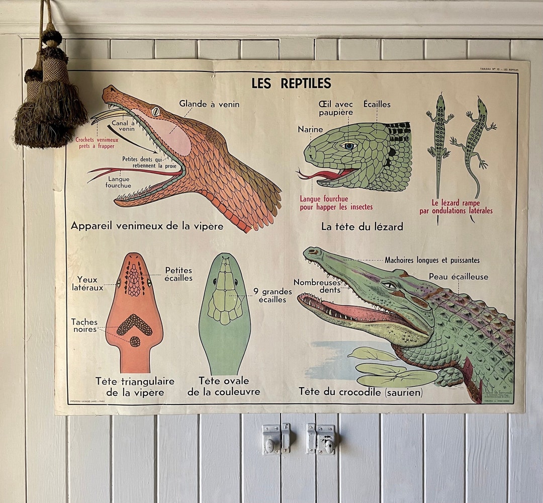 Antique French Educational Poster ~ Reptiles and Hen, Circa 1950s - Etsy
