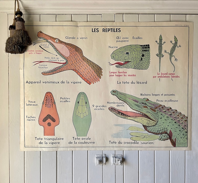 Antique French Educational Poster ~ Reptiles and Hen, Circa 1950s - Etsy