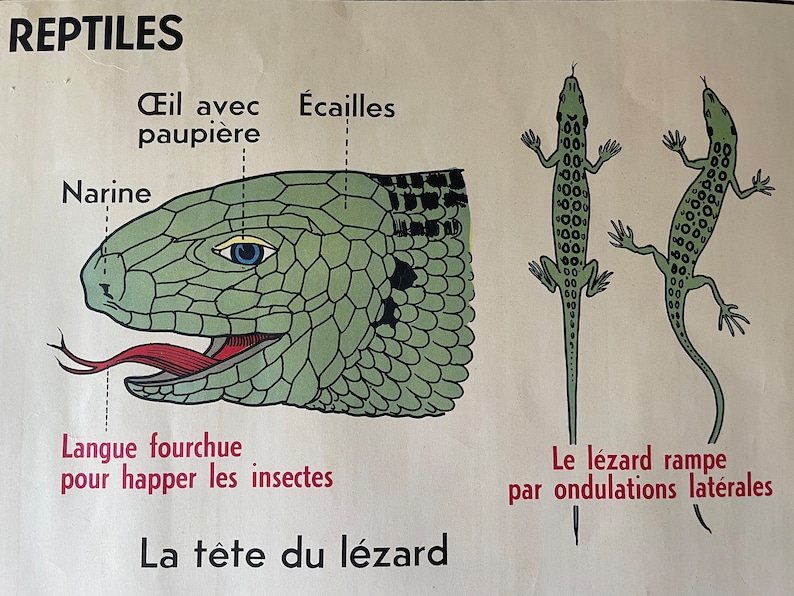 Antique French Educational Poster ~ Reptiles and Hen, Circa 1950s - Etsy