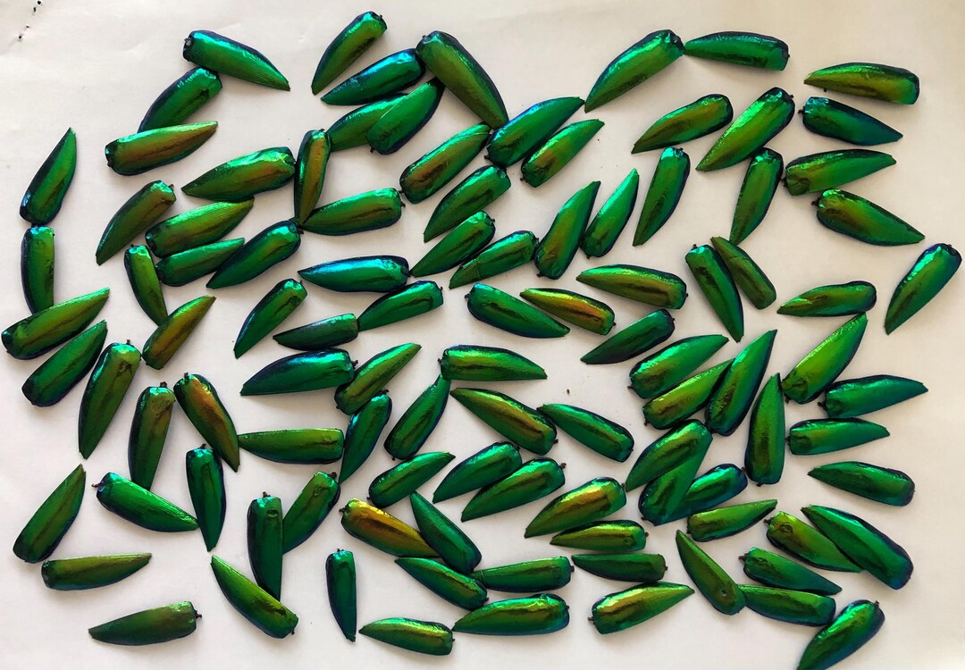 97 Pieces of Green-bluish Shimmering Elytra of Jewel Beetles - Etsy