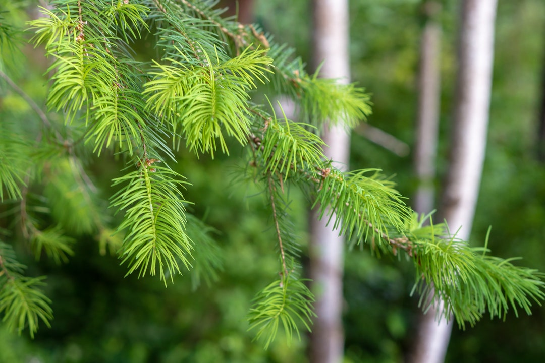 Fresh Wild Pacific Northwest Douglas Fir - Etsy