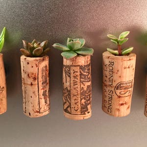 Succulent Wine Cork Favors With Cuttings (20 to 300 Corks) - Etsy