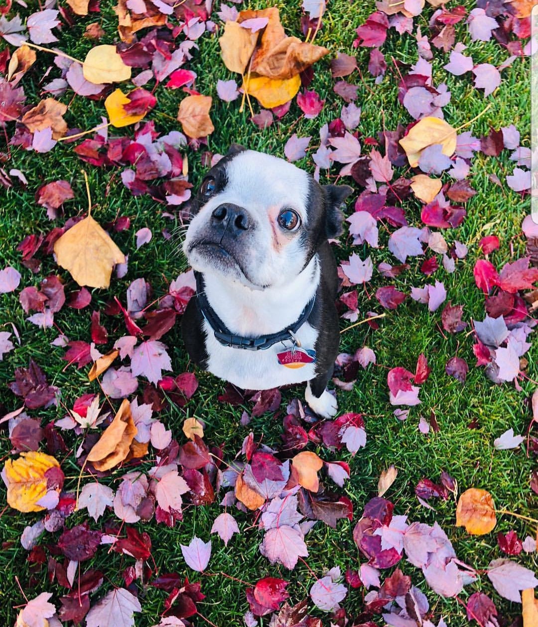 Custom Dog Block Print || Memorial Pet Portrait || Reduction Block ...