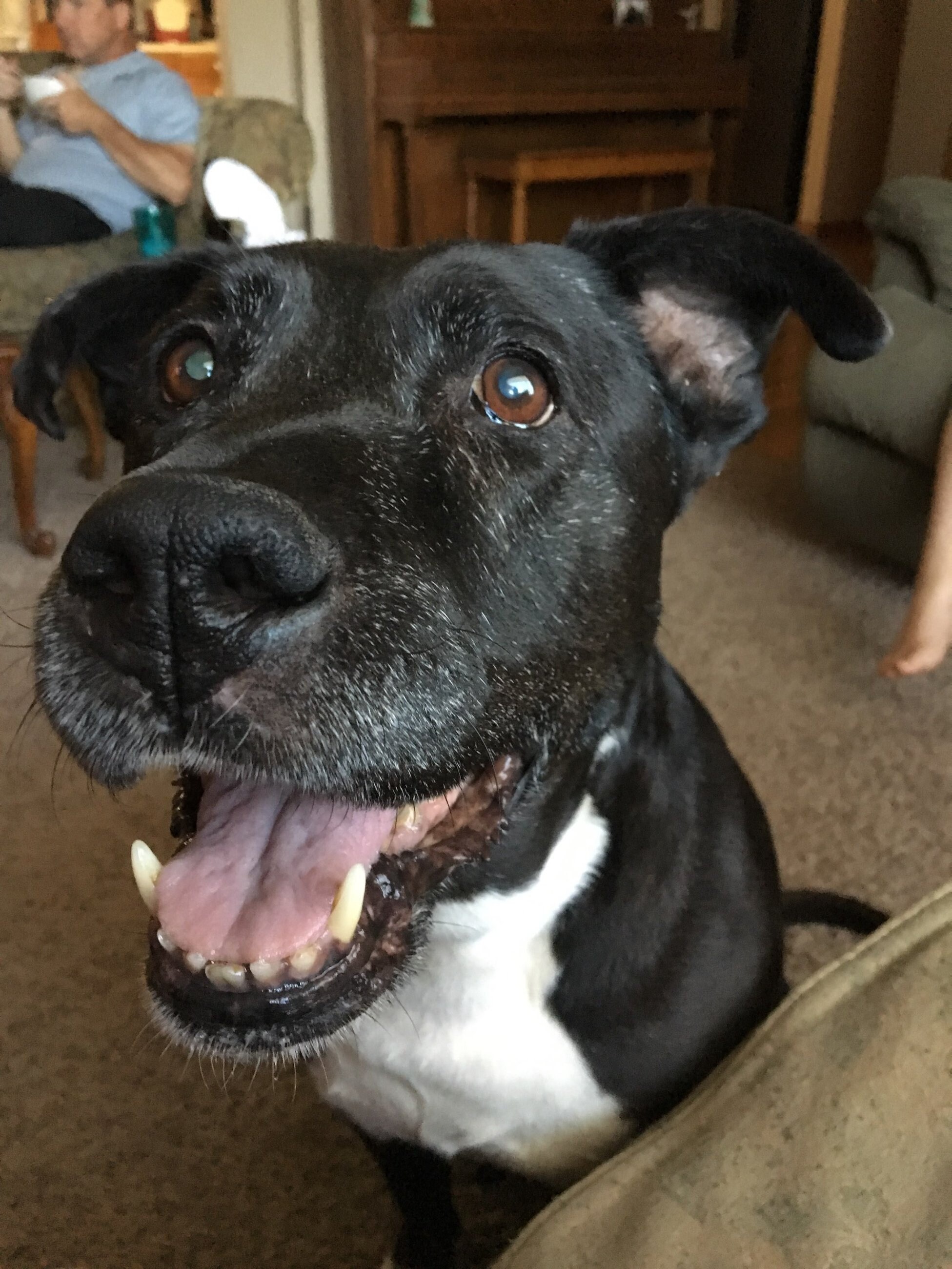 Custom Dog Block Print || Memorial Pet Portrait || Reduction Block ...