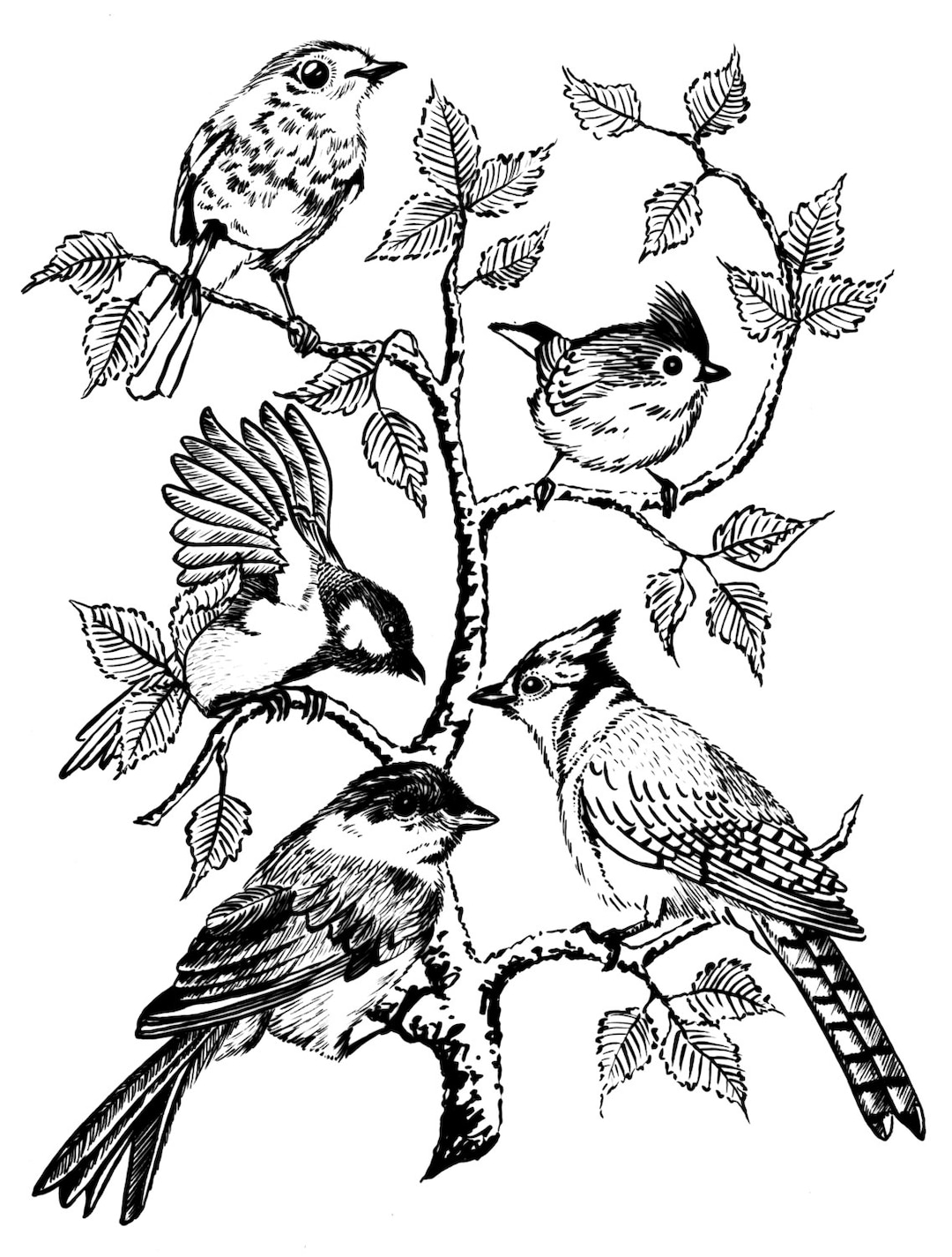 Birds on a Branch Ink Drawing by Jeff Goodsell - Etsy