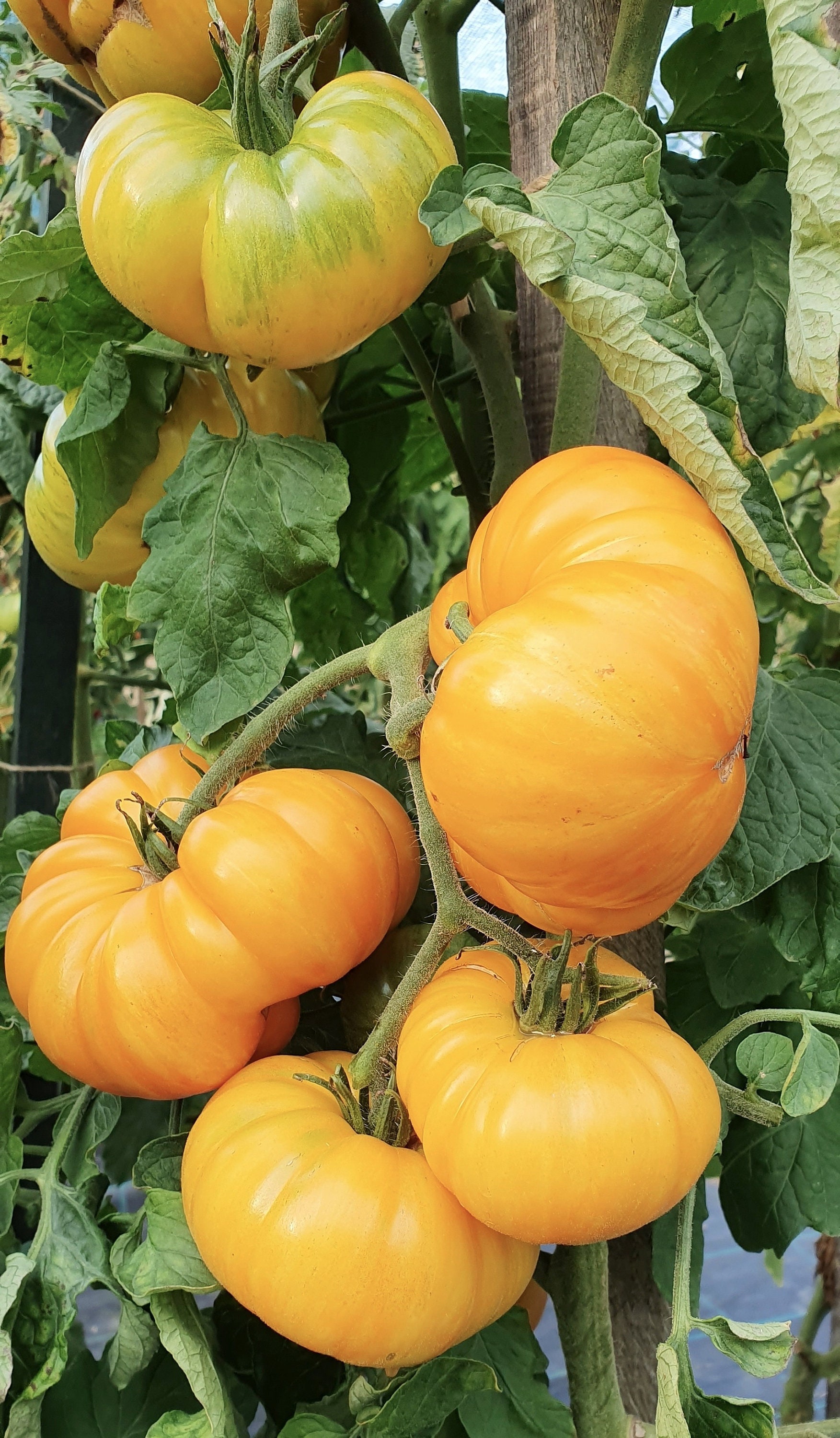 Big Yellow Zebra Tomato - Etsy