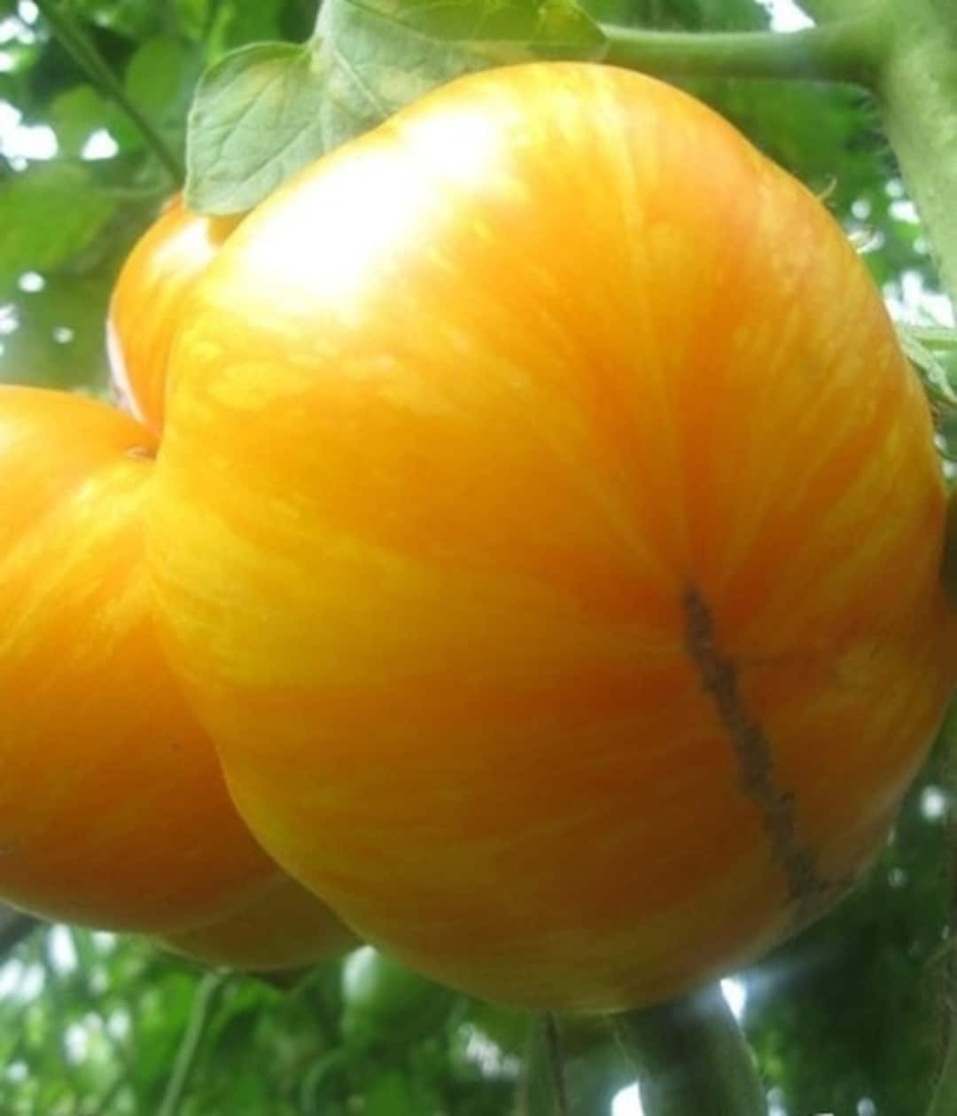 Big Yellow Zebra Tomato - Etsy