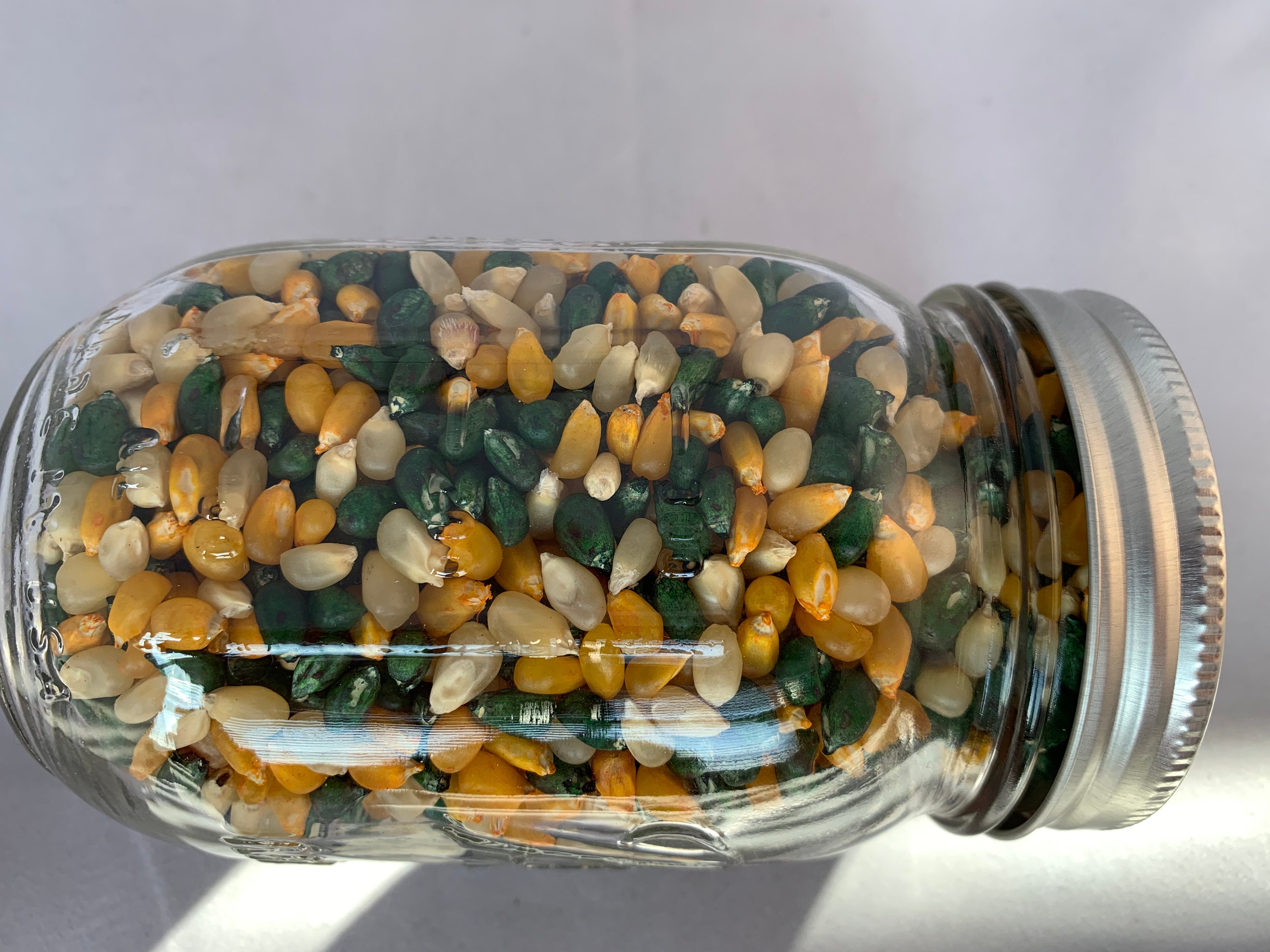 Colored Popcorn Seeds/ Go Pack - Etsy