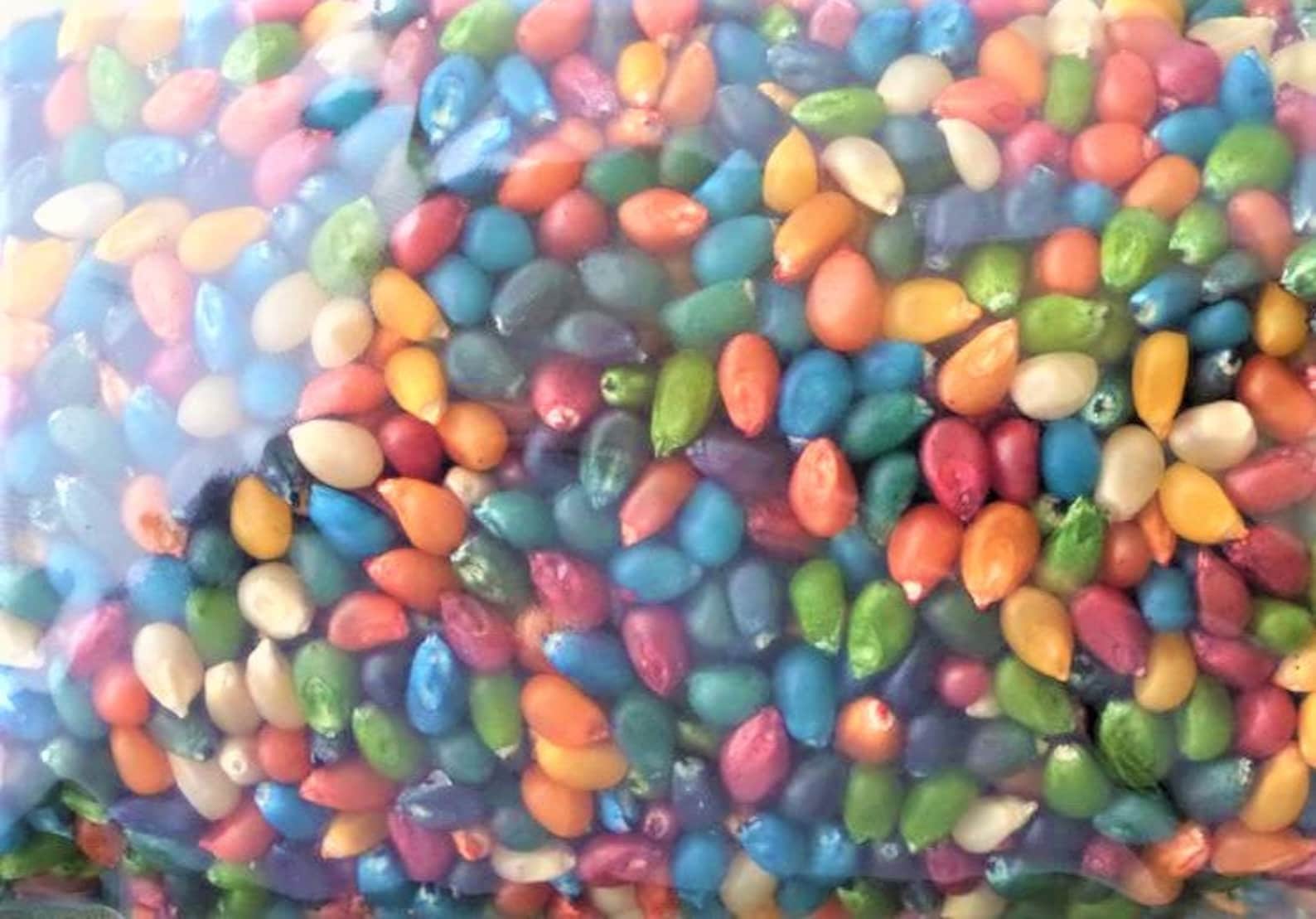 Colored Popcorn Seeds/ Multi Color - Etsy