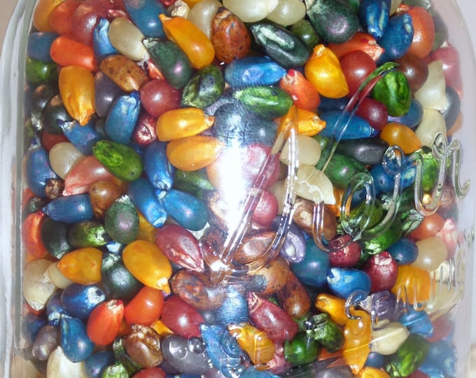 Colored Popcorn Seeds/ Multi Color - Etsy