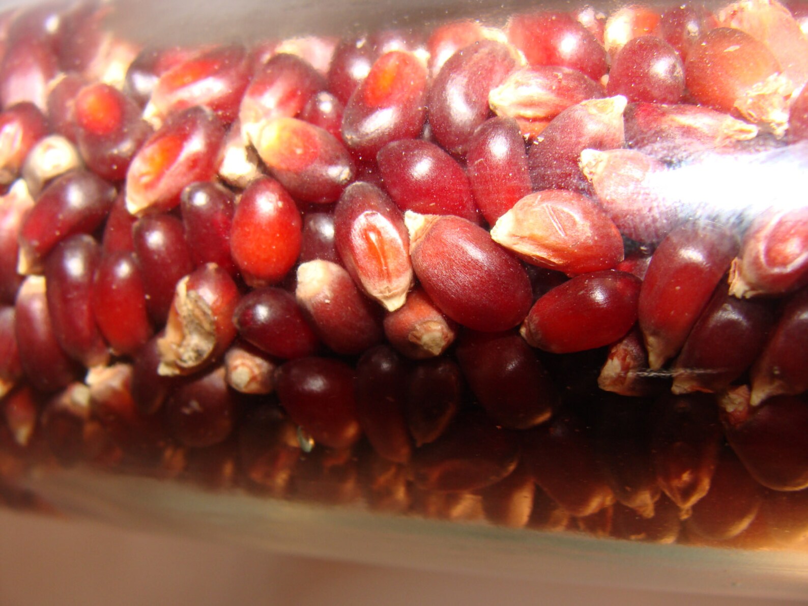 Gourmet Kernels/ Garnet Red - Etsy