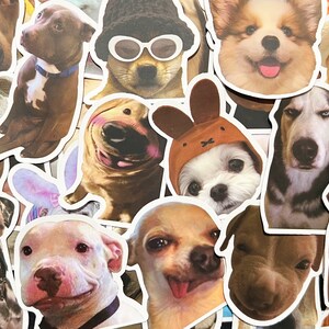 50 Dog Meme Stickers Doggo Faces Funny Dogs - Etsy