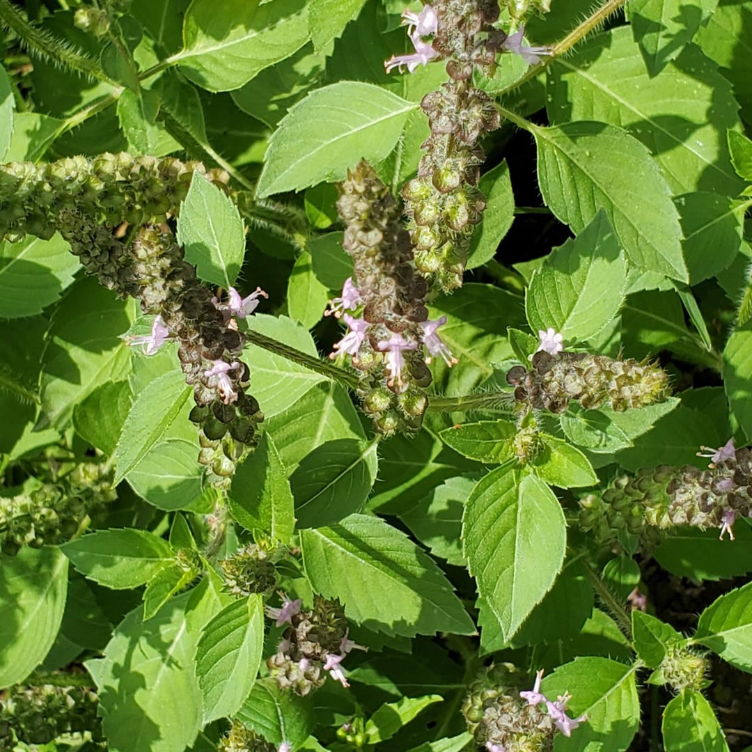 Organic Holy Tulsi Basil Live Plant - Etsy