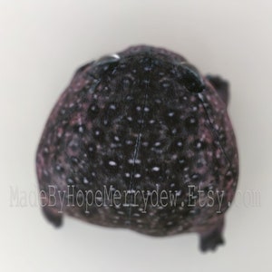 NEW Rain Frogs Grumpy Frog Mini Plushie Stuffed Animals - Etsy