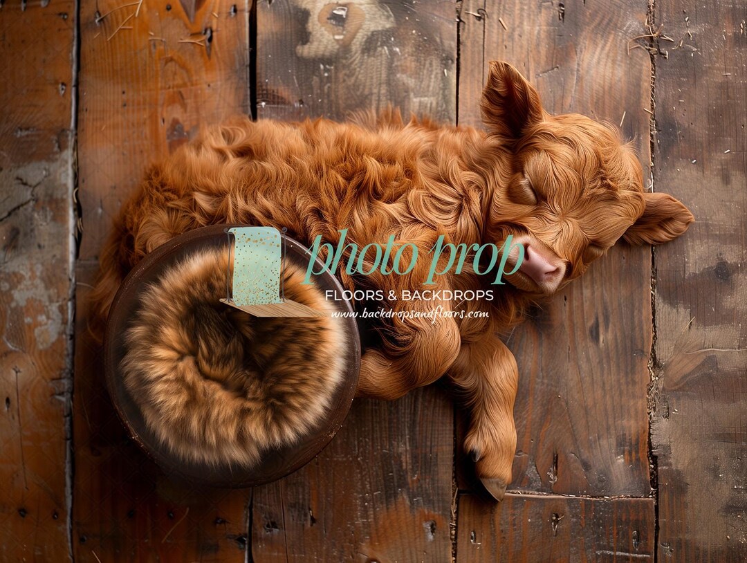 Cute Sleeping Baby Highland Cow DIGITAL Backdrop - Rustic Farm Animal ...