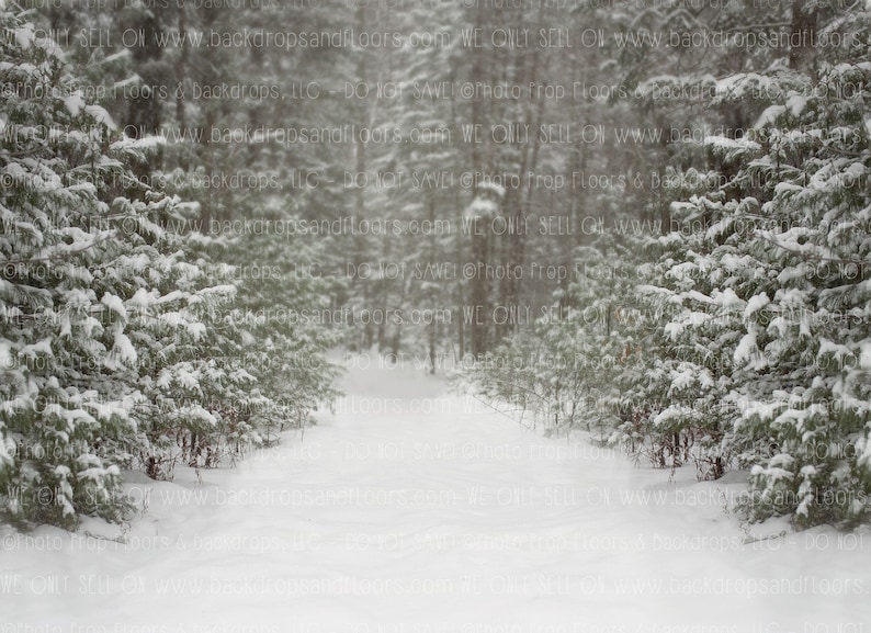 Snow Covered Tree Lined Path Photography Backdrop - Forest, Winter ...