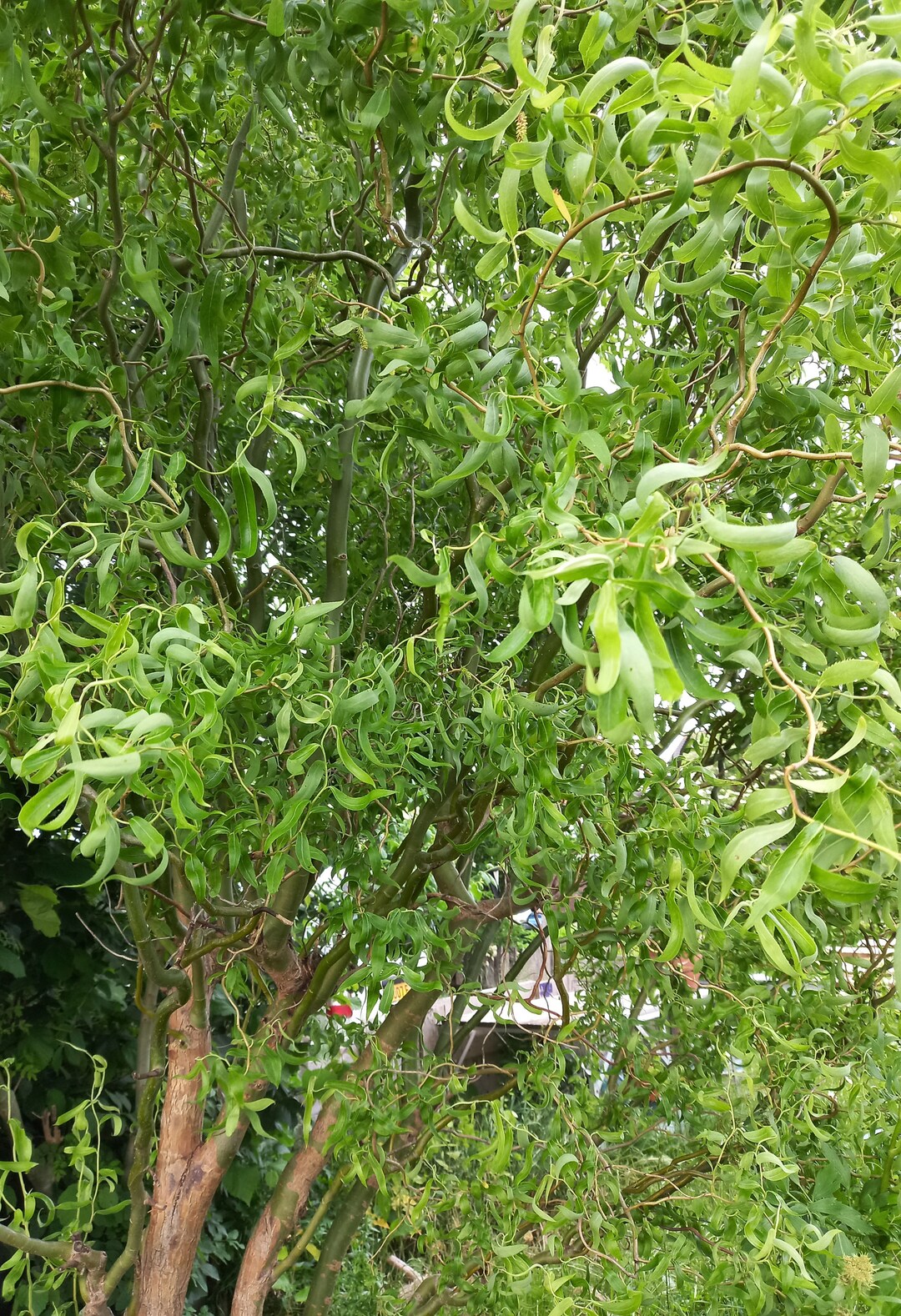 Curly Willow - Salix Madsudana Potted Plant Tree Seedling Outdoor Plant ...