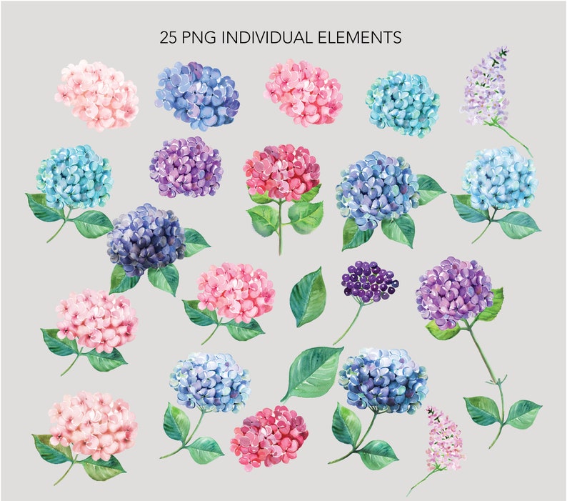 Hand Painted Watercolor Hydrangea Blooms Clip Art - Etsy