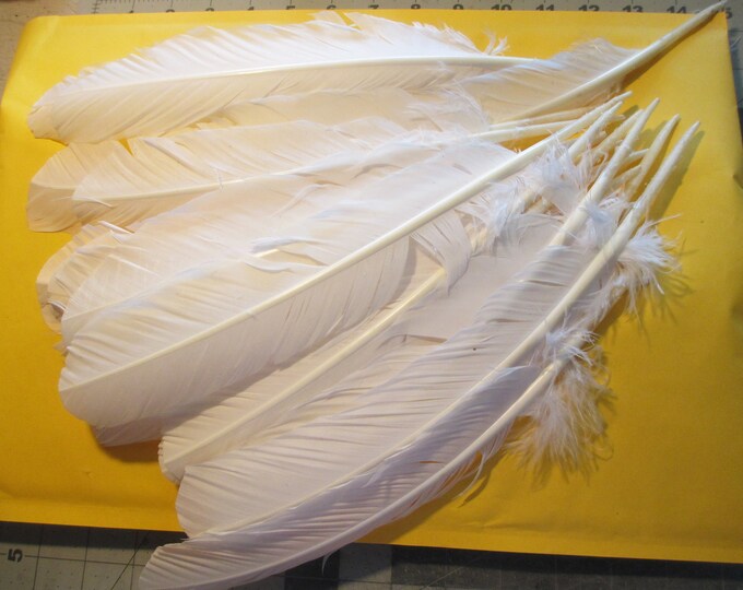 25 Feathers, White Turkey Feathers, 11"-13",white Ready for Crafts - Etsy
