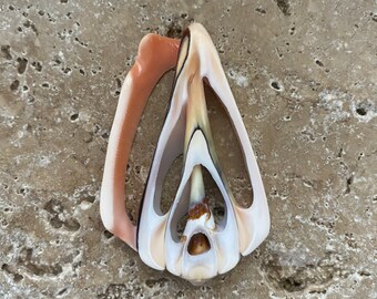 Conch Shell Slice - Etsy