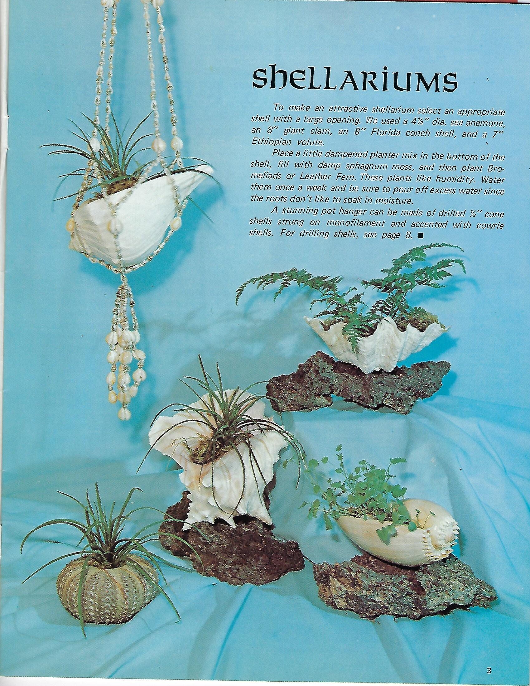 Elegant Shellcraft Decorative Accessories Using Natural Sea | Etsy