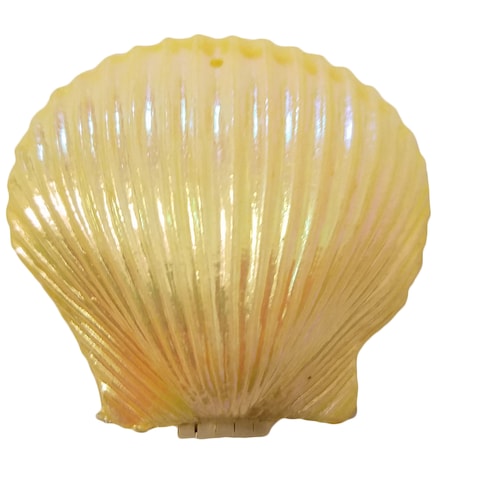 Pack of 10 Hinged Plastic Seashells Clam Shells for Crafts or | Etsy