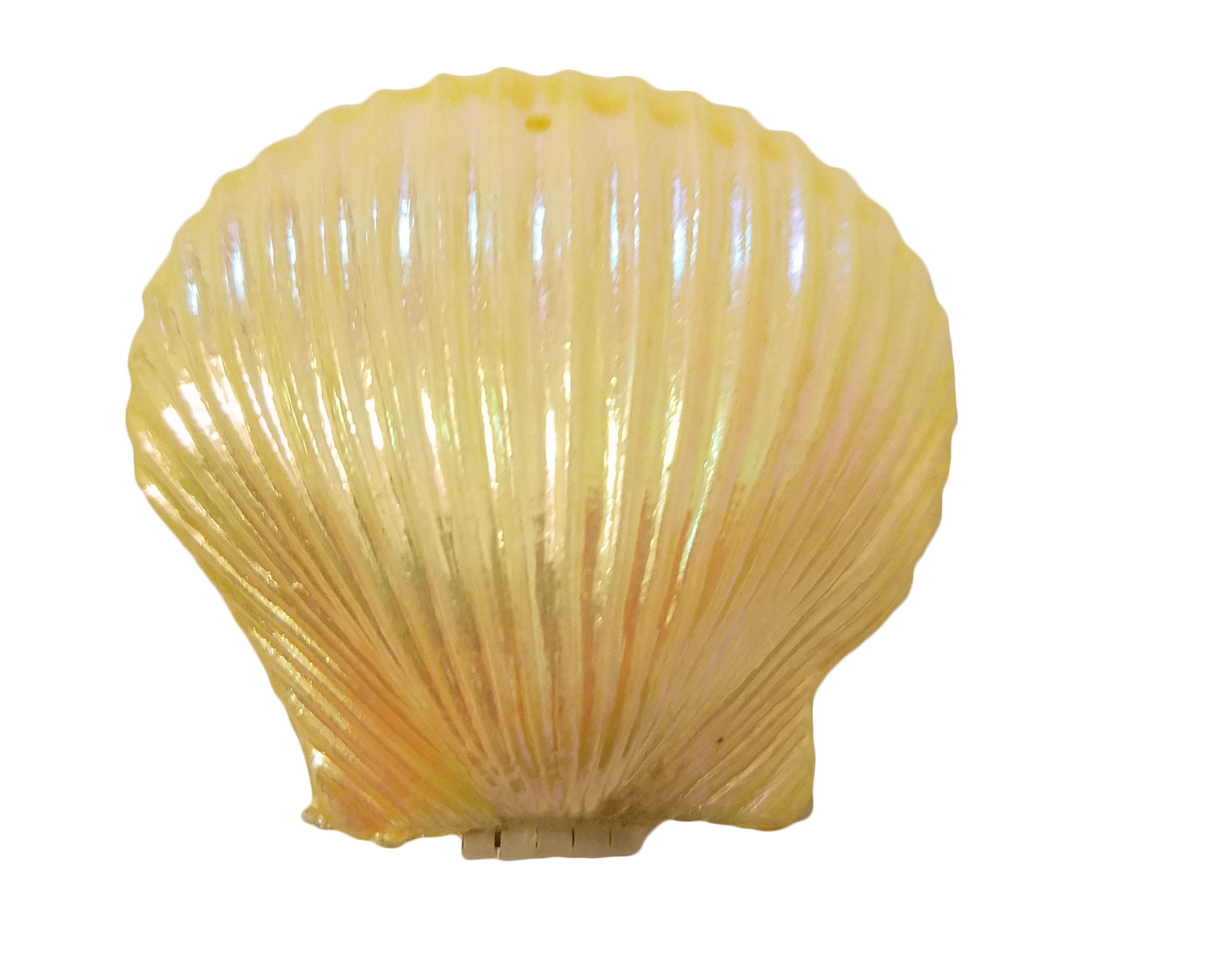 Pack of 10 Hinged Plastic Seashells Clam Shells for Crafts or Nautical ...