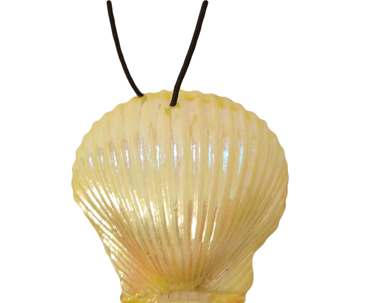 Pack of 10 Hinged Plastic Seashells Clam Shells for Crafts or - Etsy