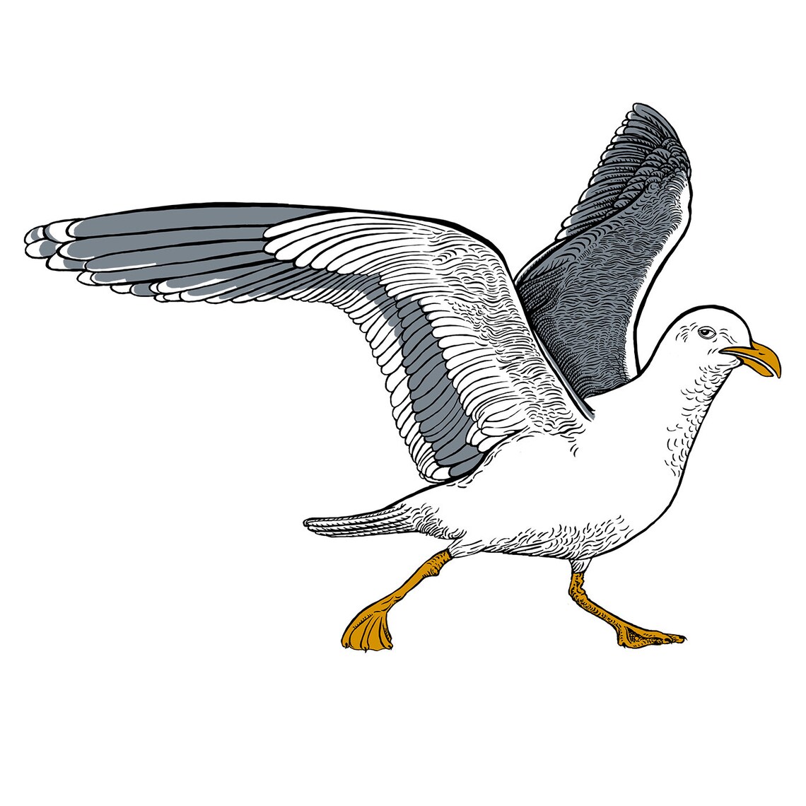 Cheeky Seagull Sticker - Etsy