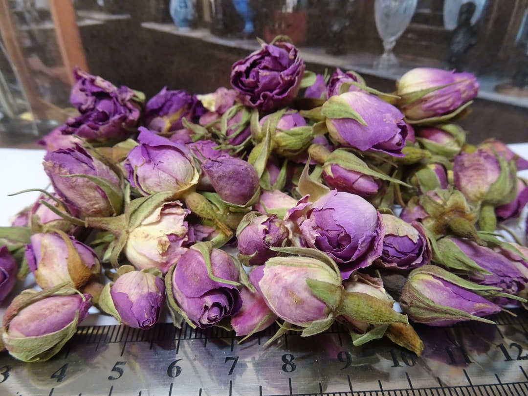 Damask Rose Buds Rosa Damascena - Etsy