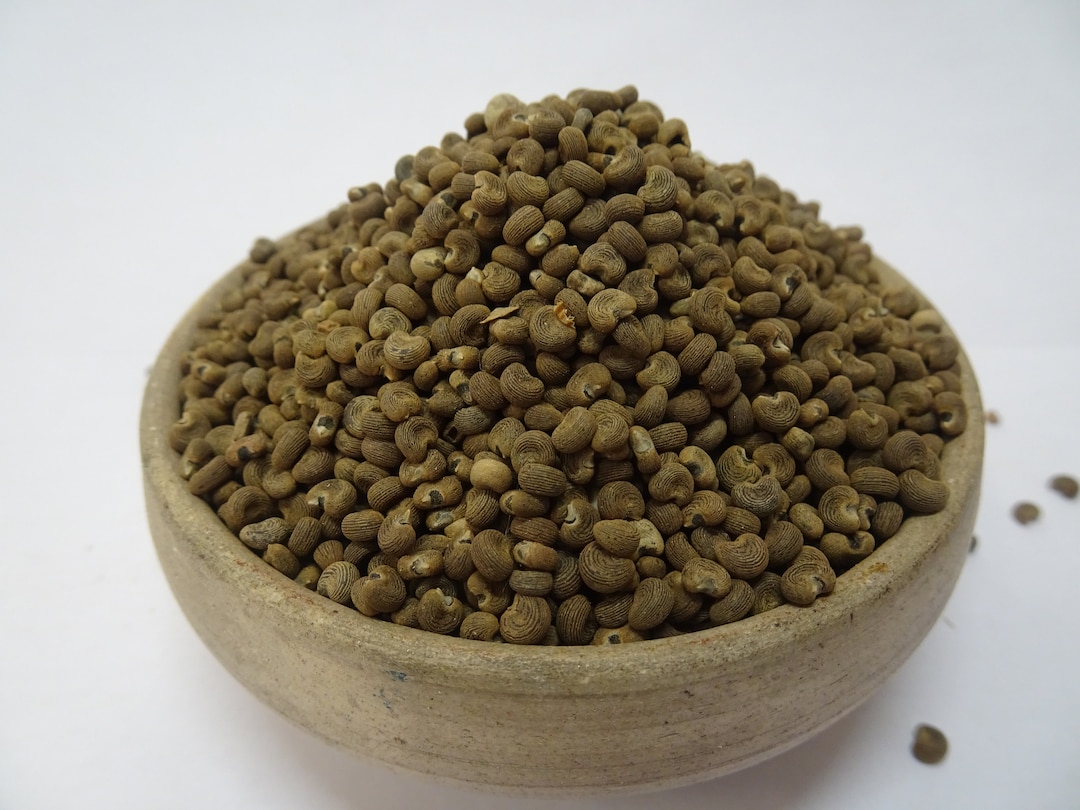 Ambrette Seeds Abelmoschus Moschatus - Etsy