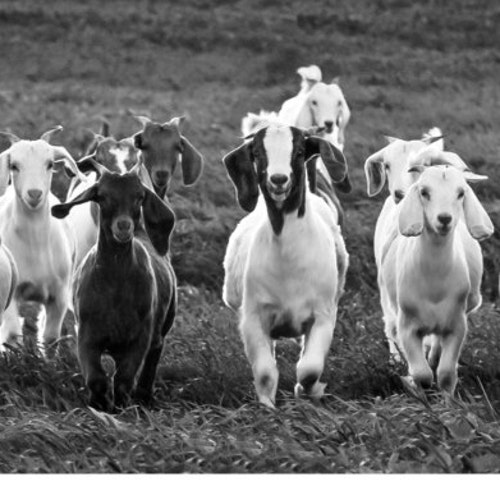 Goats Fine Art Photography Black and White Out West Goat Herd | Etsy
