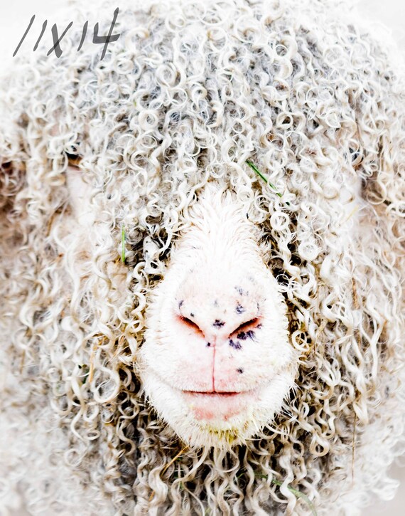 Angora Goat Wool
