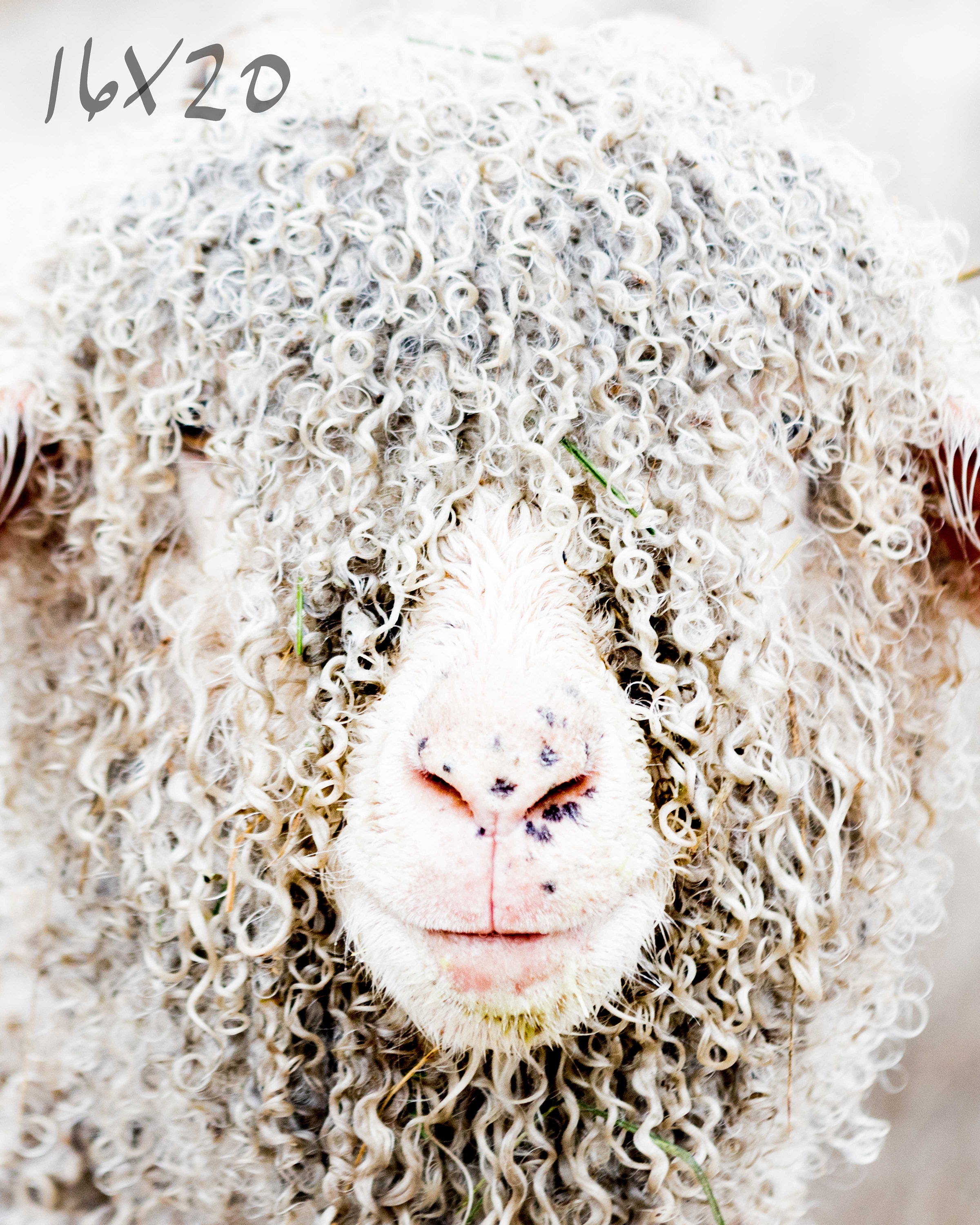 Curly Fine Art Photography Angora Goat Curls Wool Mohair Farmhouse ...