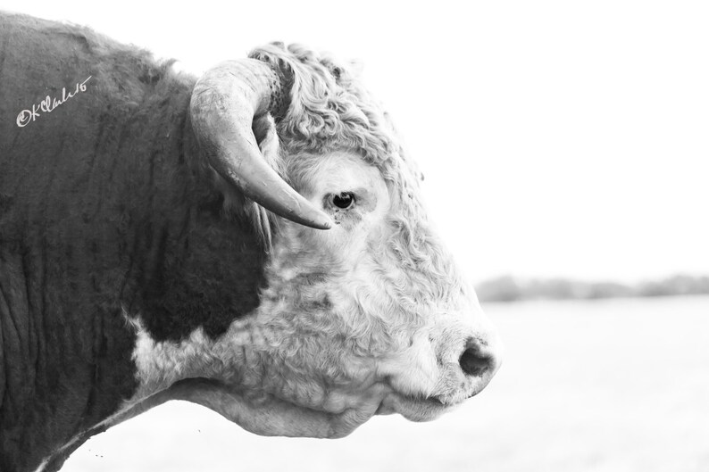 Hereford Bull Fine Art Photography Large Wall Art Quirky Home Decor ...